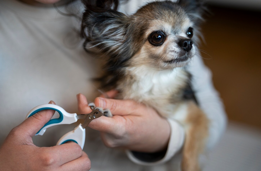 Aprenda o jeito certo de cortar as unhas do seu cachorro sem machucá-lo ...